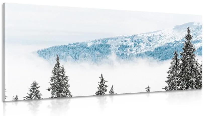 Obraz zasněžené borovicové stromy Varianta: 100x50