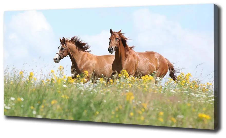 Wallmuralia Foto obraz na plátně Dva koně ve cvalu 140x70 cm