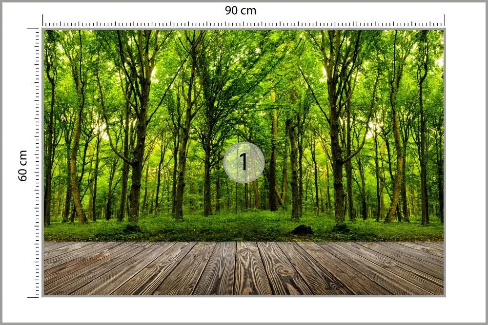 Fototapeta Vstupte Do Temně Zeleného Lesa Strukturální vinyl 104x70.5