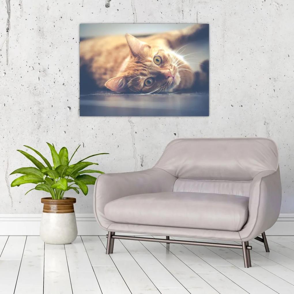 Skleněný obraz kočky na podlaze (70x50 cm)