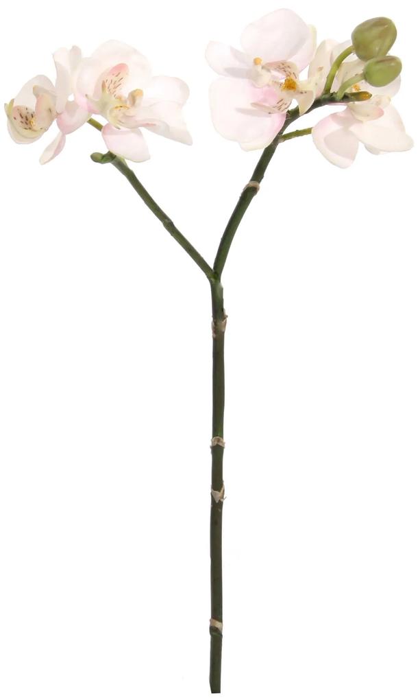 Orchidej (Phalaenopsis) růžovo-bílá, 30 cm