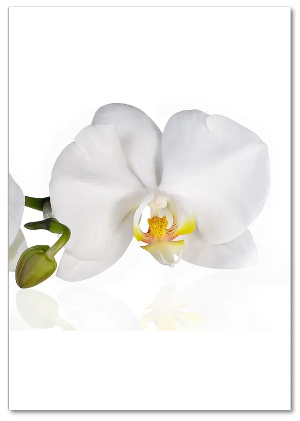 Wallmuralia Foto obraz akryl do obýváku Bílá orchidej 70x100 cm