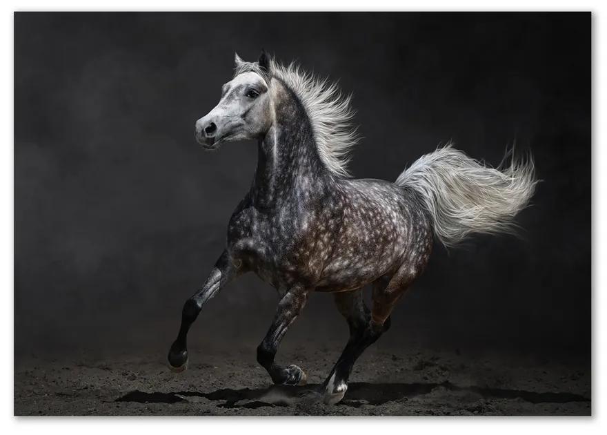 Wallmuralia Foto obraz sklo tvrzené Šedný arabský kůň 100x70 cm