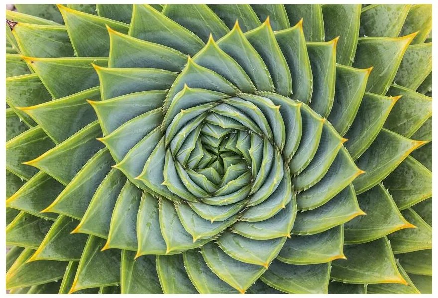 Fototapeta Aloe Symmetry 104x70