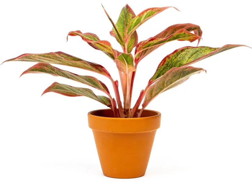 Aglaonema Crete Flame, průměr 9 cm