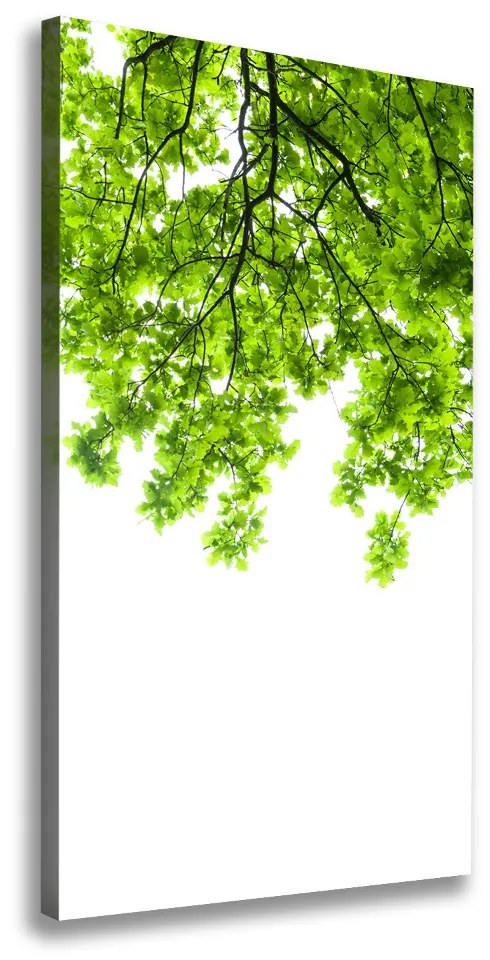Wallmuralia Vertikální Foto obraz canvas Koruna stromů 50x100