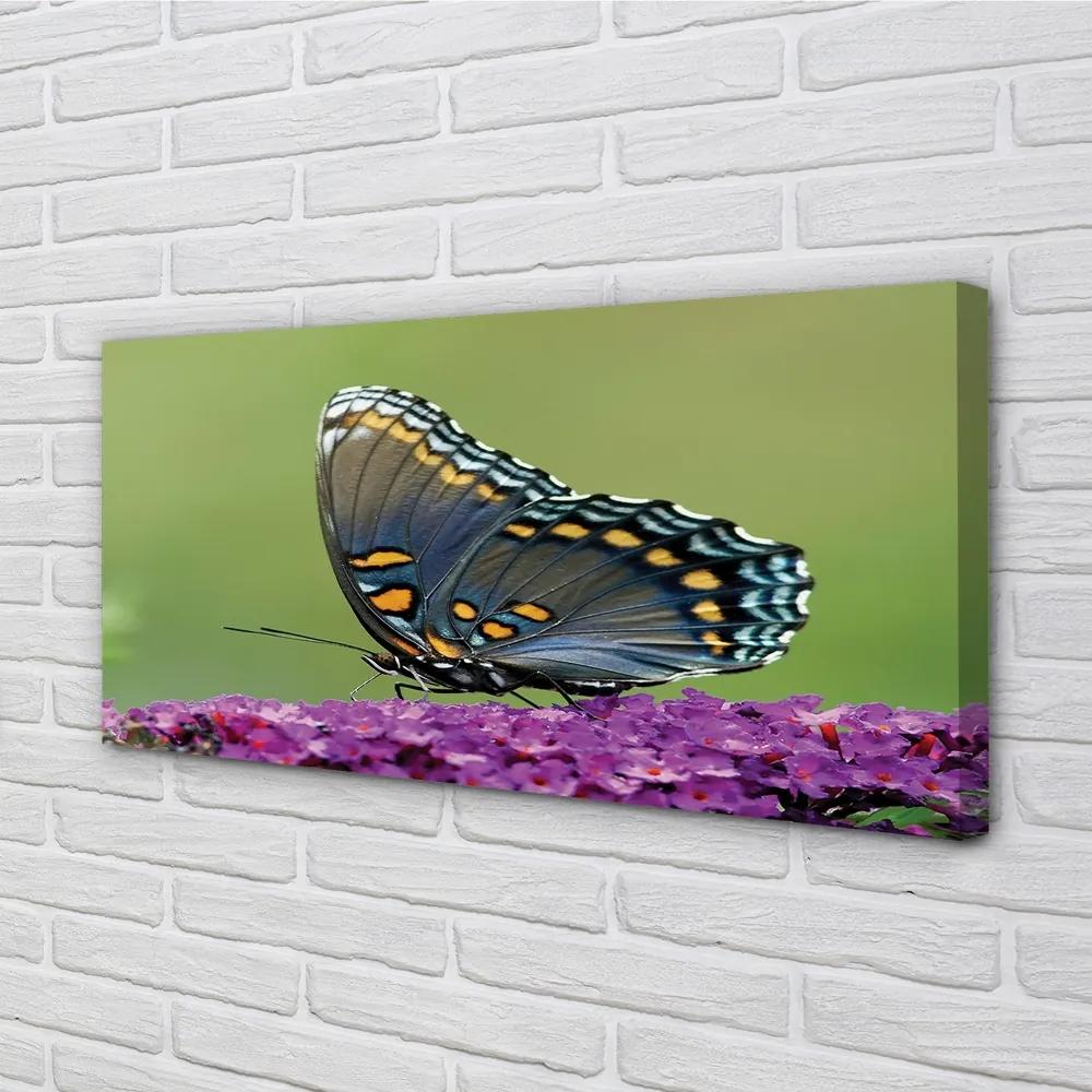 Obrazy na plátně Barevný motýl na květiny 120x60 cm