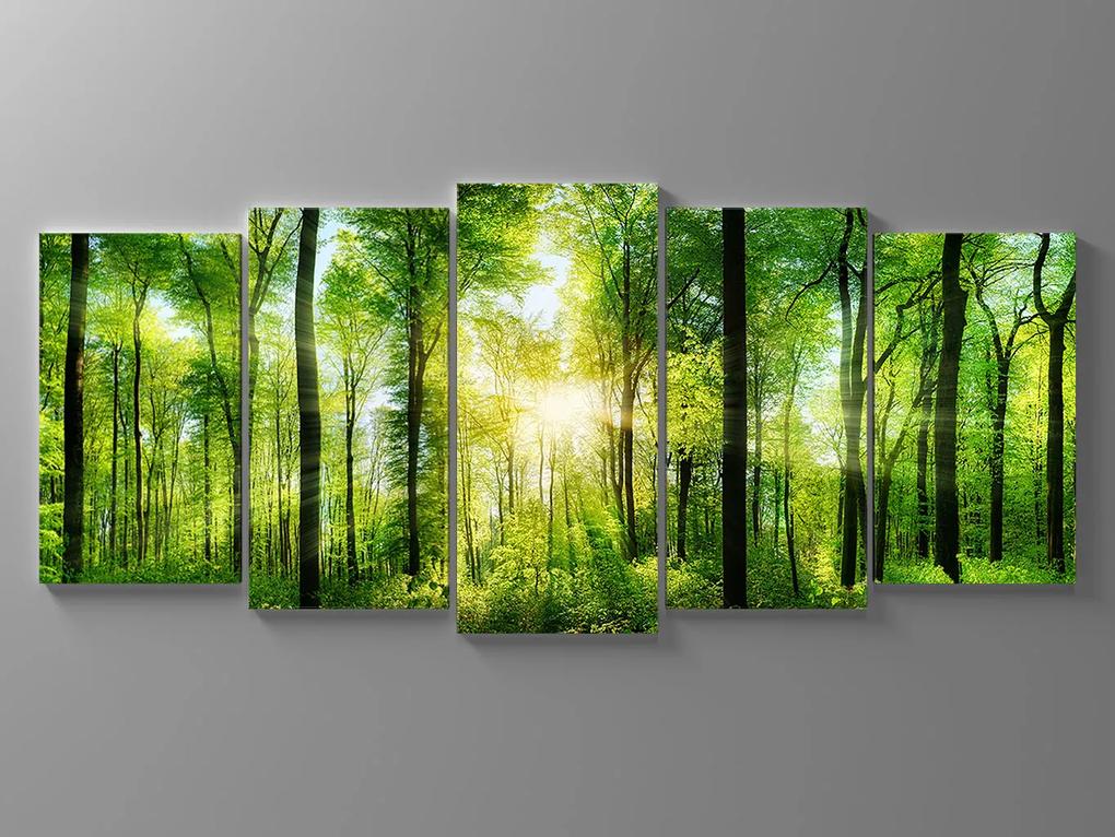 Liox Obraz prosluněný zelený les Rozměr: 250 x 110 cm