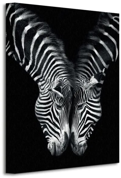 Obraz na plátně Zamilované zebry Cano Marina 30x40cm WDC92373