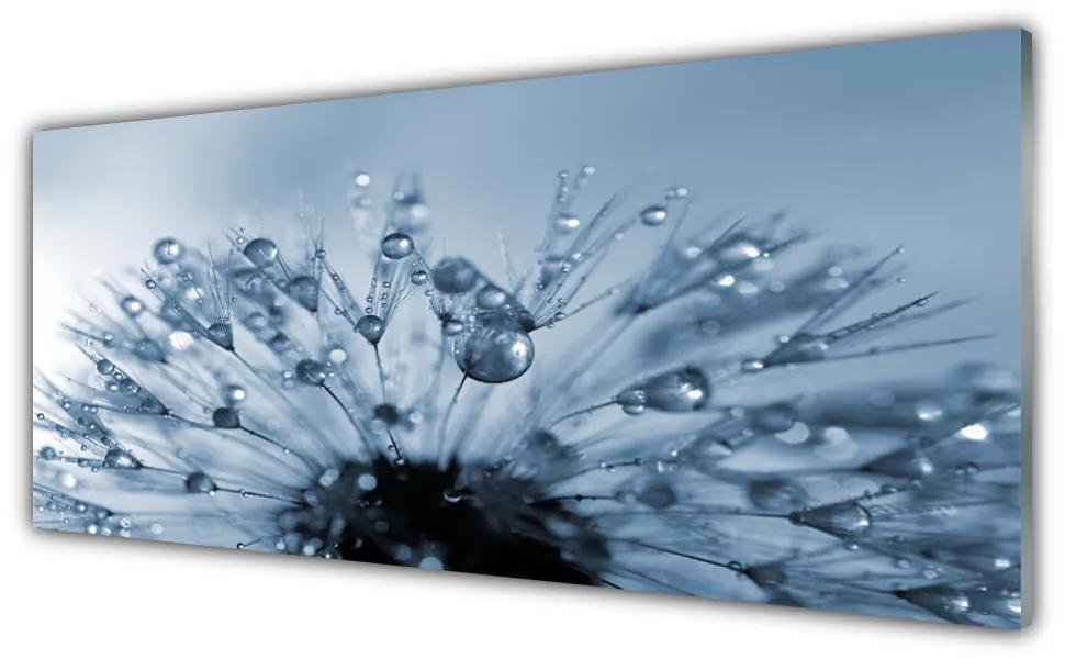 Plexisklo-obraz Pampeliška Květ Kapky 125x50 cm
