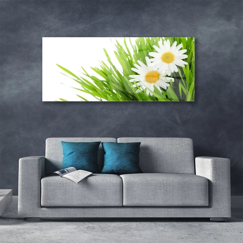 Plexisklo-obraz Sedmikráska Květ Příroda 125x50 cm