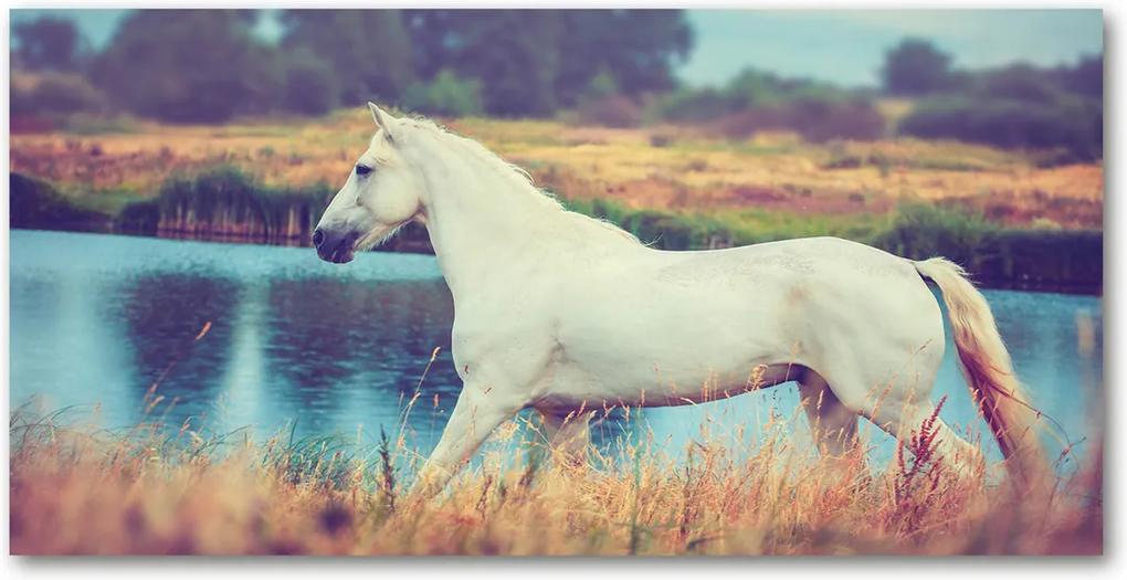 Fotoobraz na skle Bílký kůň jezero