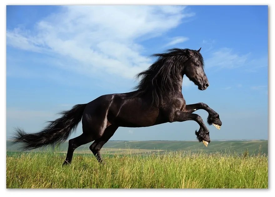 Wallmuralia Moderní skleněný obraz z fotografie Černý kůň na louce 100x70 cm