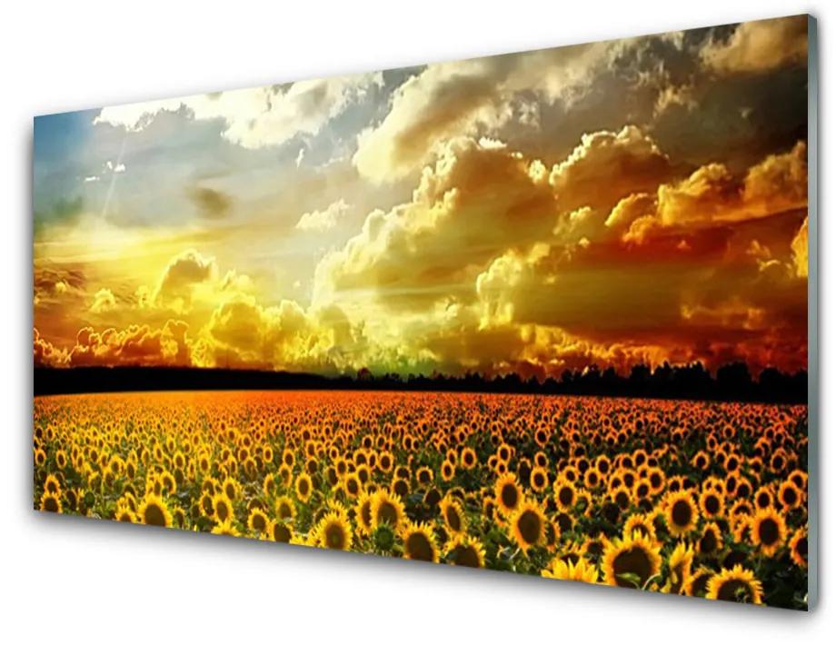 Obraz na skle Pole Slunečnic Krajina 140x70 cm