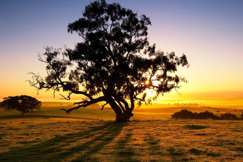 Obraz osamělý strom při západu slunce - 90x60 cm