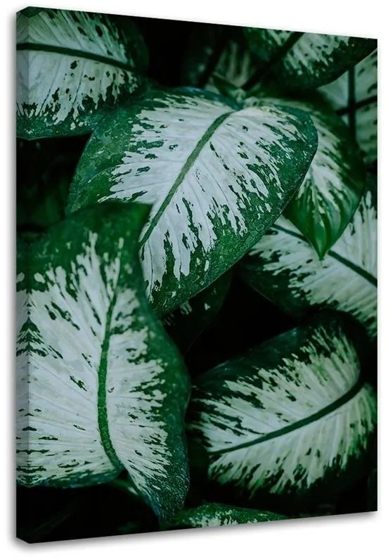 Gario Obraz na plátně Tropické listy bílé a zelené Rozměry: 40 x 60 cm