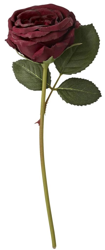Růže sametová rudá, 20 cm