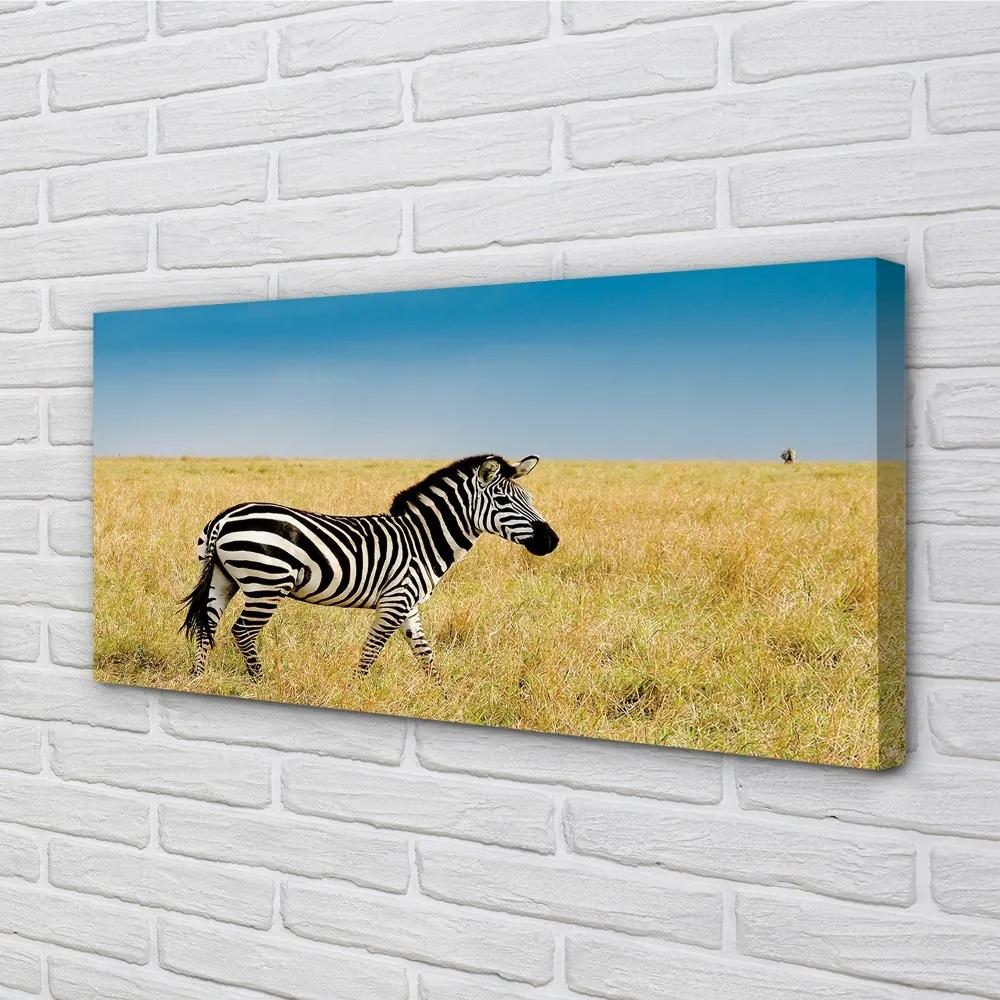 Obrazy na plátně Zebra box 140x70 cm