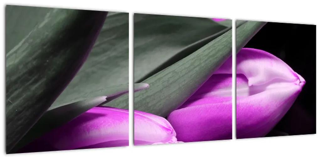 Obraz fialových tulipánů