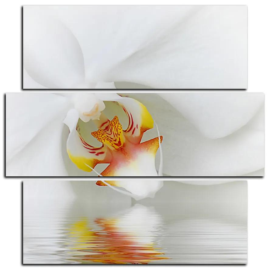 Obraz na plátně - Detailní záběr bílé orchideje - čtverec 3223D (75x75 cm)