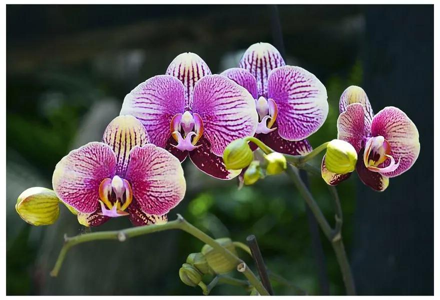 Fototapeta Fialová orchidej 104x70