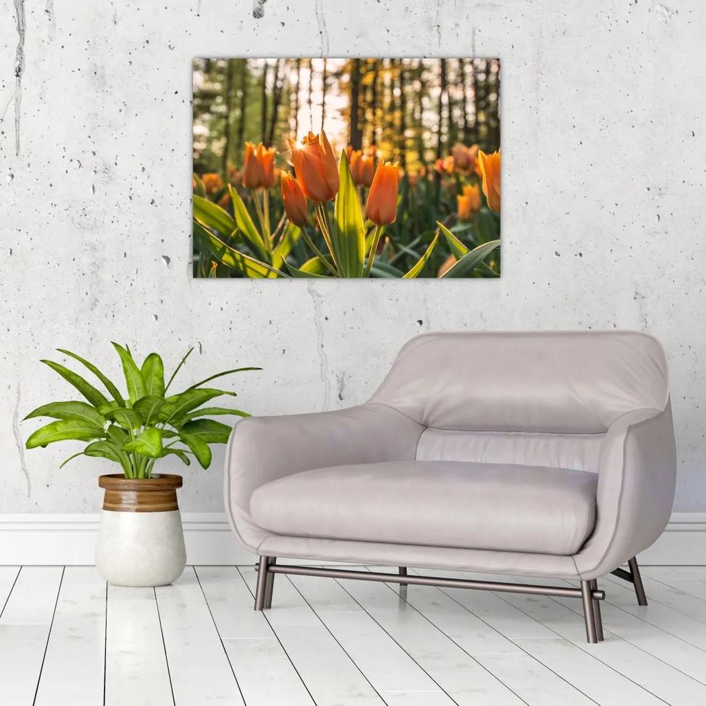 Skleněný obraz - oranžové tulipány (70x50 cm)