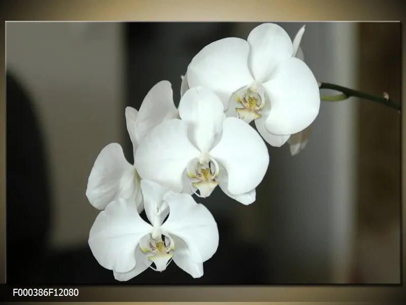 Obraz na plátně Bílé orchideje, Obdélník 120x80cm 2198 Kč