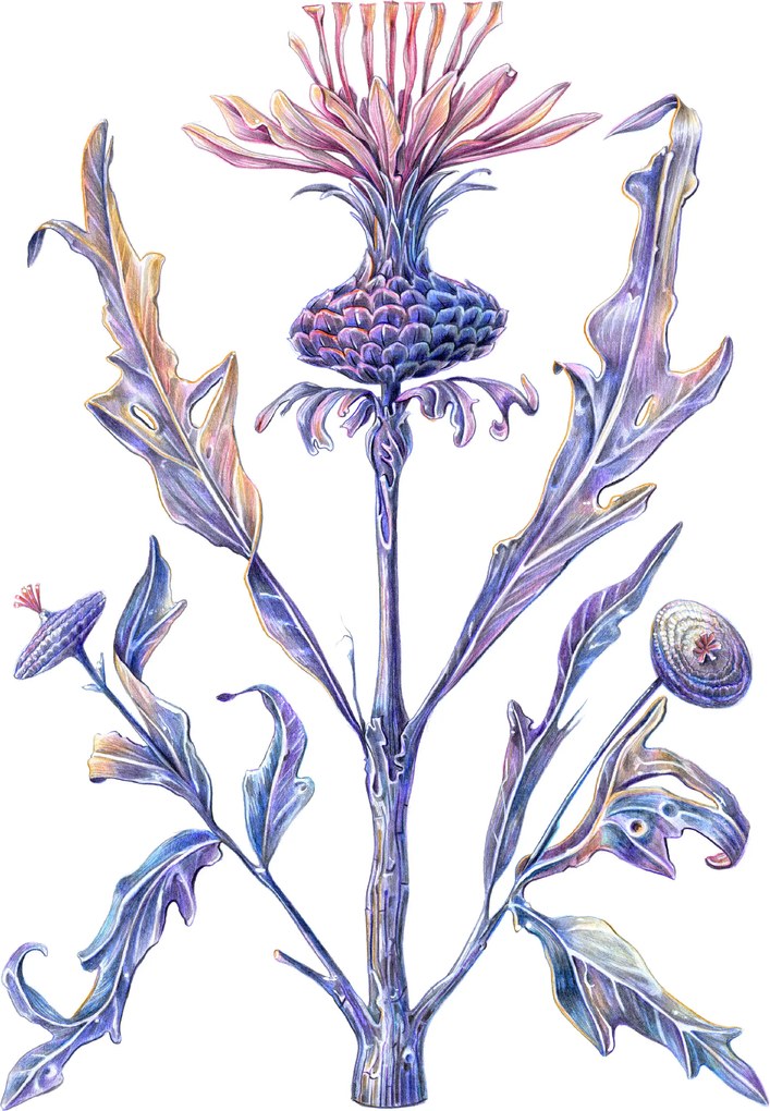 Filip Šenkeřík | Centaurea Rám: Černý, Velikost: 40 x 30 cm