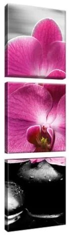 Tištěný obraz Krásná orchidej mezi kameny 30x90cm 1380A_3V