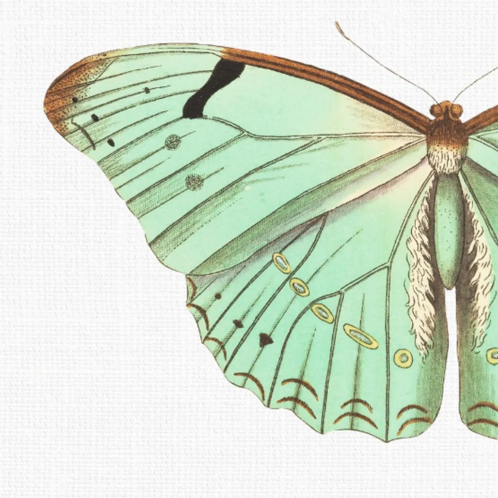 Obrázek Argentinský motýl A4 (210 x 297 mm): A4