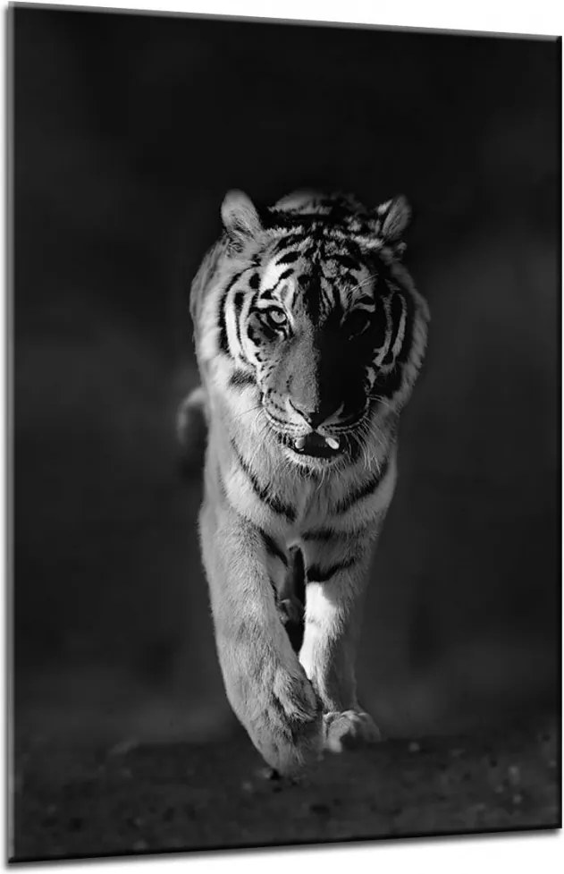Obraz na skle Styler  -  Tiger 70x100 cm