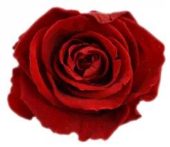 Hlavy růží - standard 6 ks Burgundy - tmavě červená