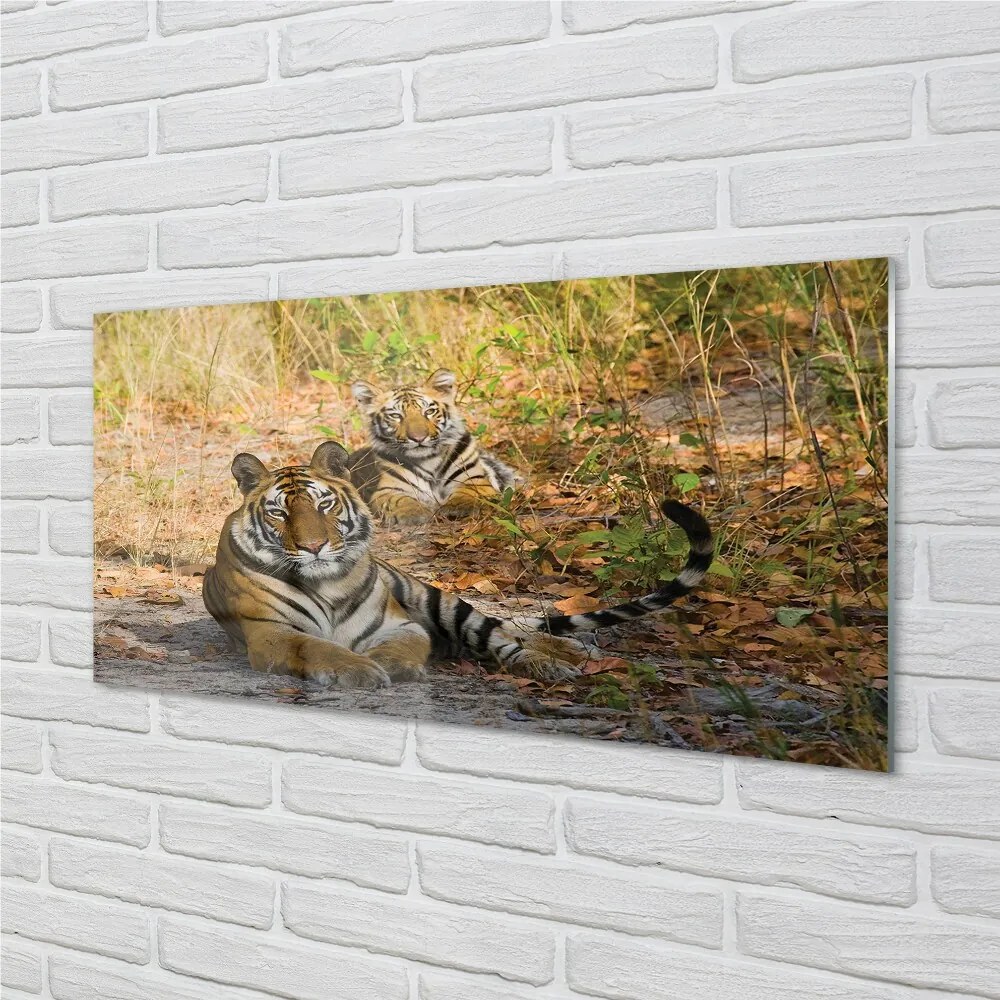 Obraz na skle Tigers 120x60 cm