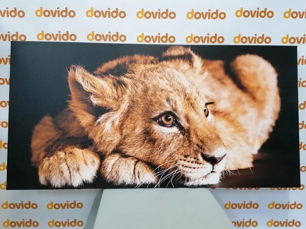 Obraz mládě lva - 100x50 cm