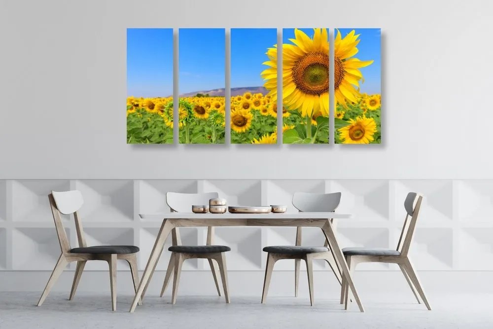 5-dílný obraz pole slunečnic - 200x100 cm