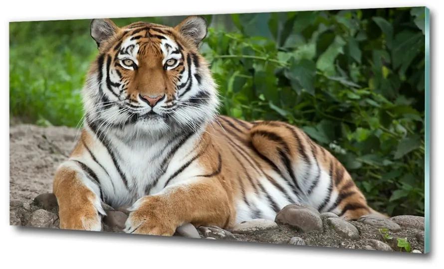Wallmuralia Fotoobraz na skle Tygr ussurijský 100x50