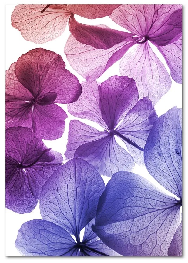 Wallmuralia Foto obraz skleněný svislý Fialové květiny 70x100 cm