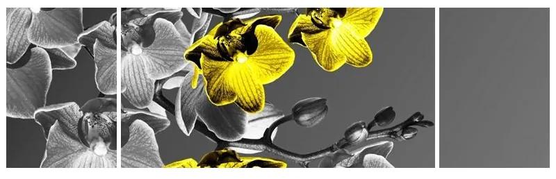 Obraz tří žlutých květů  (170x50 cm), 40 dalších rozměrů