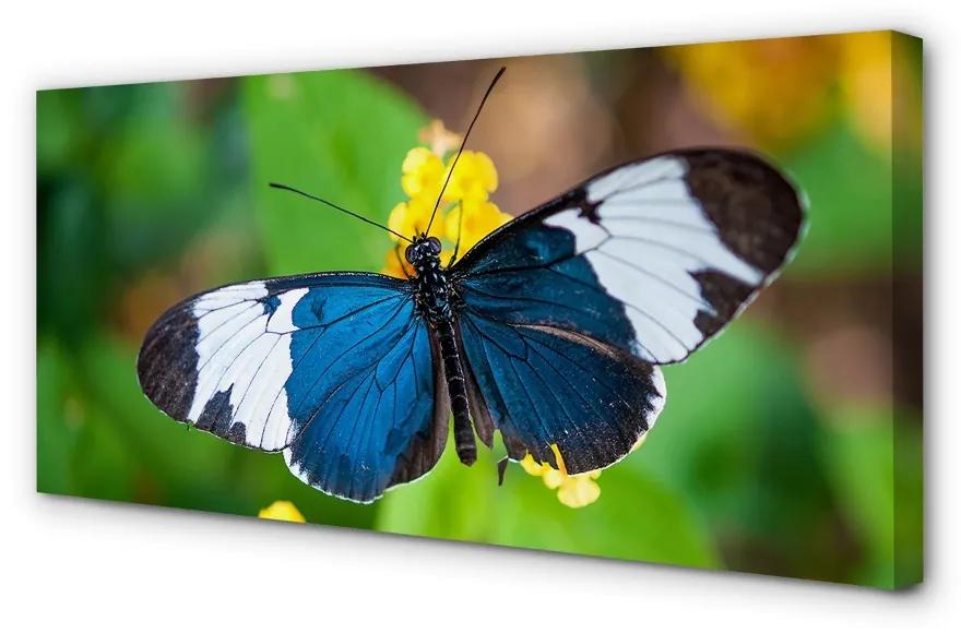 Obrazy na plátně Barevný motýl na květiny 100x50cm