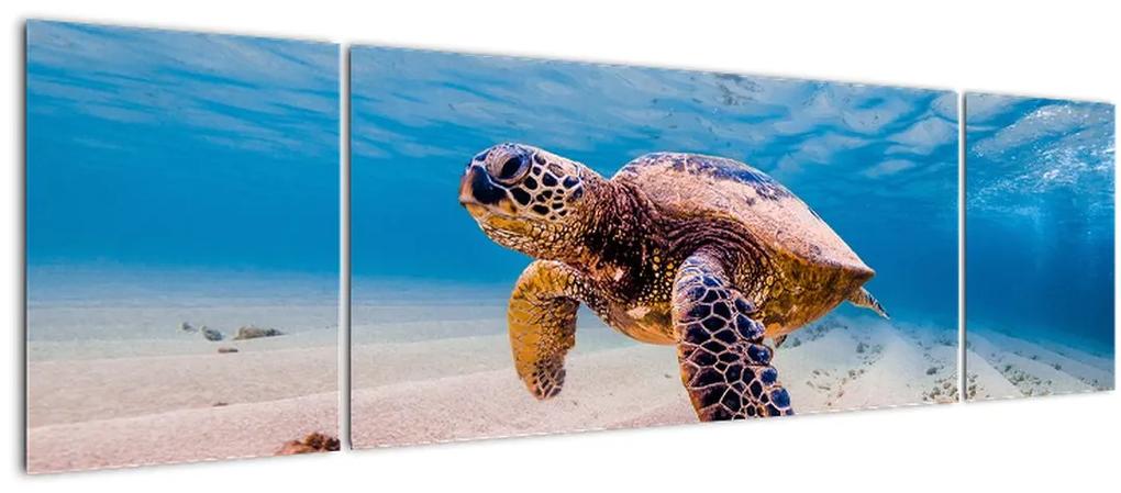 Obraz želvy v oceánu (170x50 cm)