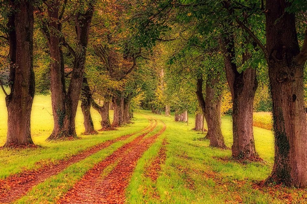 Samolepící fototapeta stezka podzimním lesem - 450x300 cm