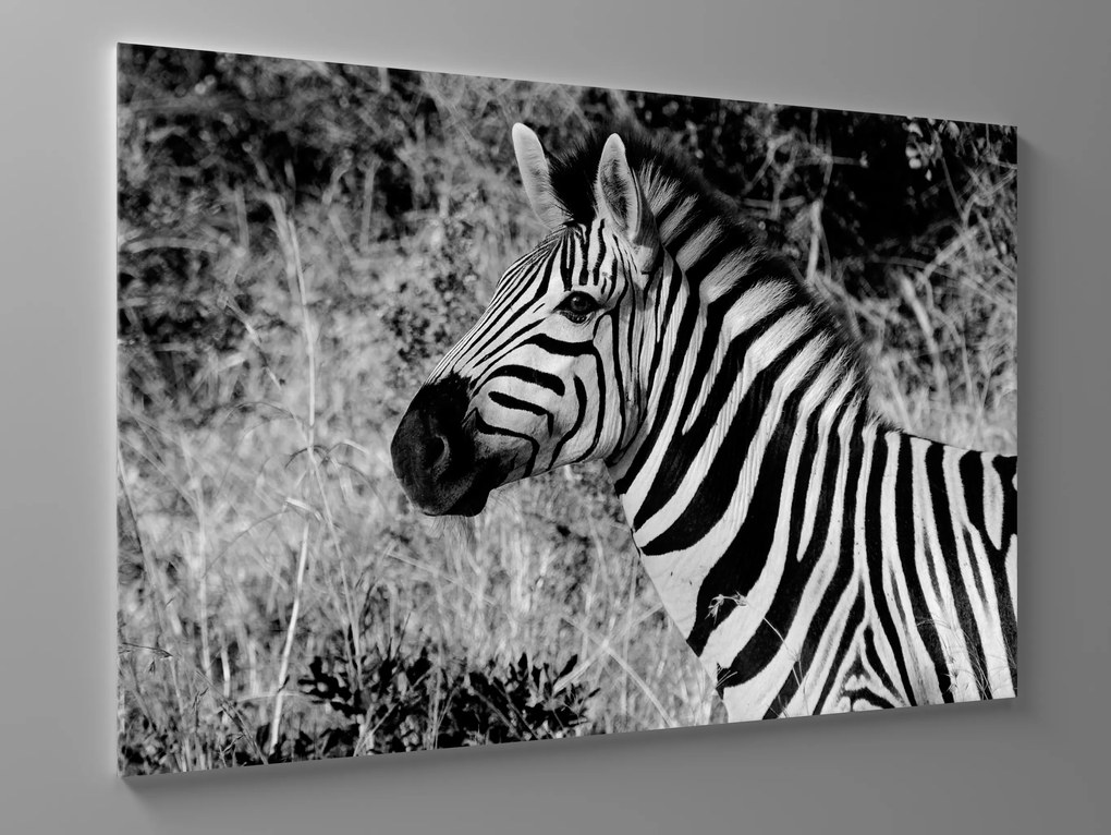 Černobílý obraz zebra Rozměr: 120 x 80 cm