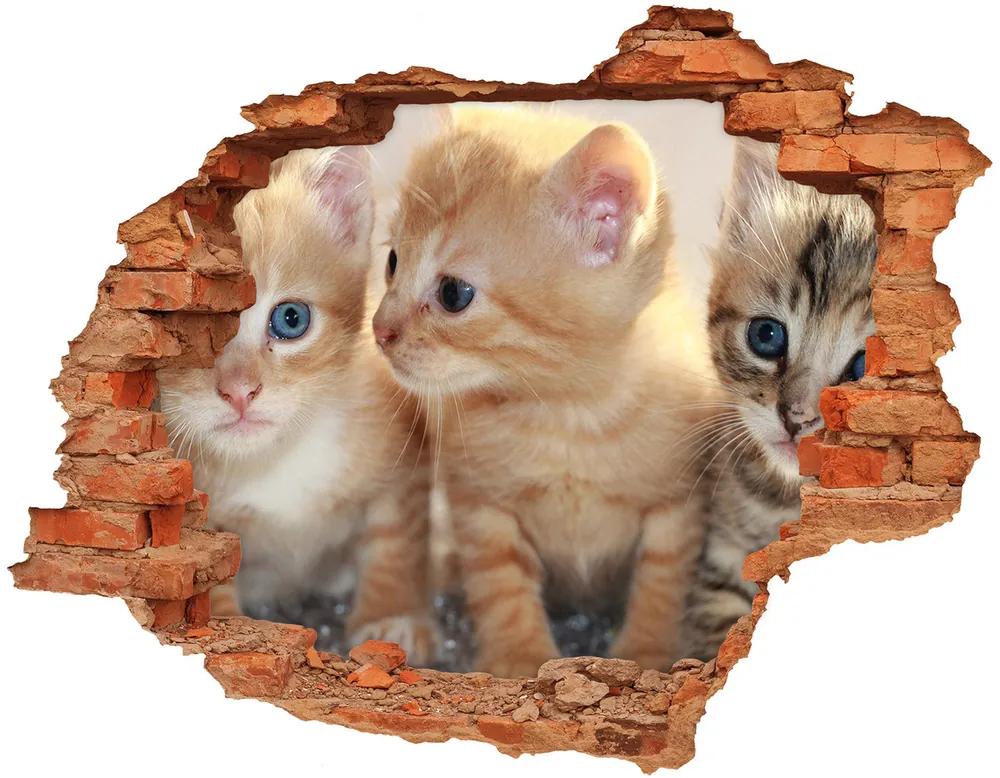 Wallmuralia Díra 3D fototapeta nálepka Koťátka 90x70 cm
