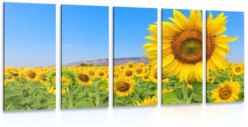 5-dílný obraz pole slunečnic Varianta: 100x50