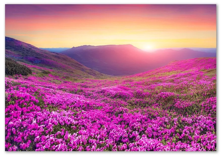 Wallmuralia Fotoobraz na skle Růžové kopce 100x70 cm