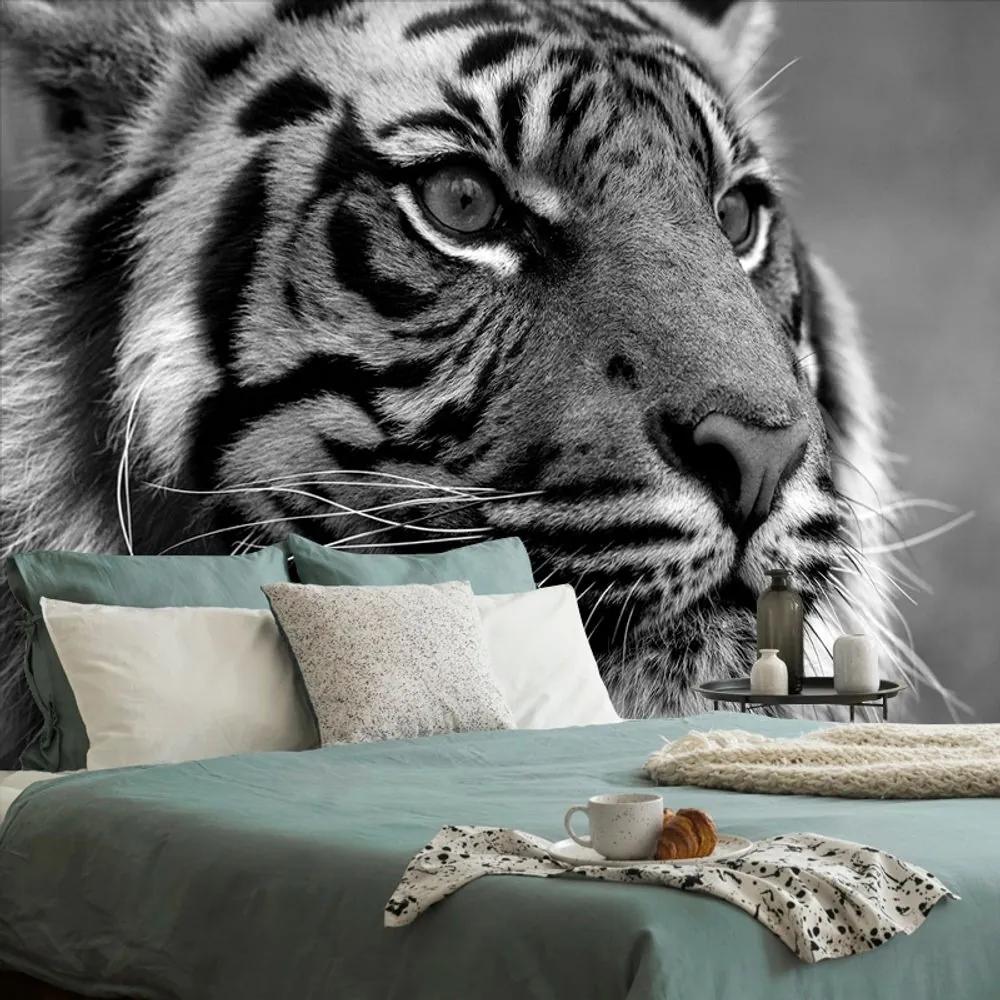 Samolepící fototapeta bengálský černobílý tygr - 150x100 cm