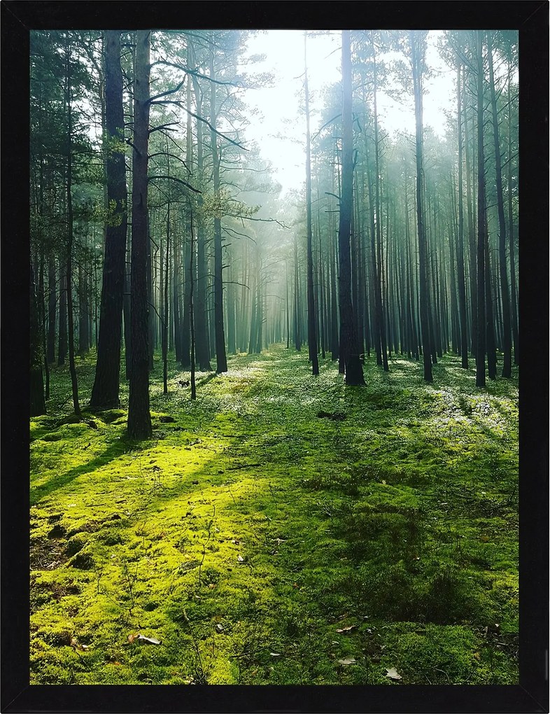 Obraz Green Forest 30x40cm
