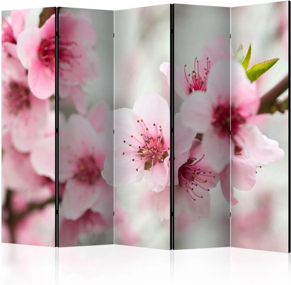Paraván - Spring, blooming tree - pink flowers II [Room Dividers] 225x172