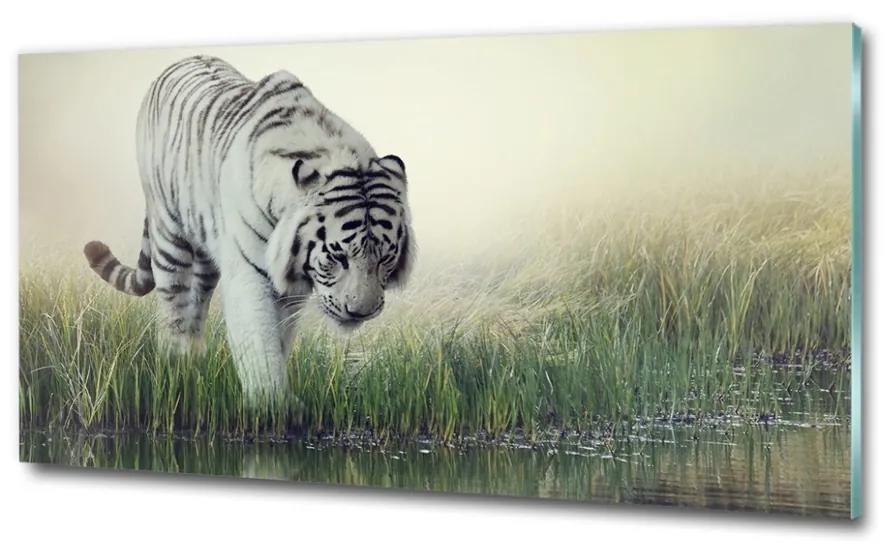 Wallmuralia Fotoobraz na skle Bílý tygr 100x50