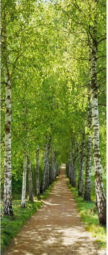 Komar Papírová fototapeta Birch Alley, 92 x 220 cm